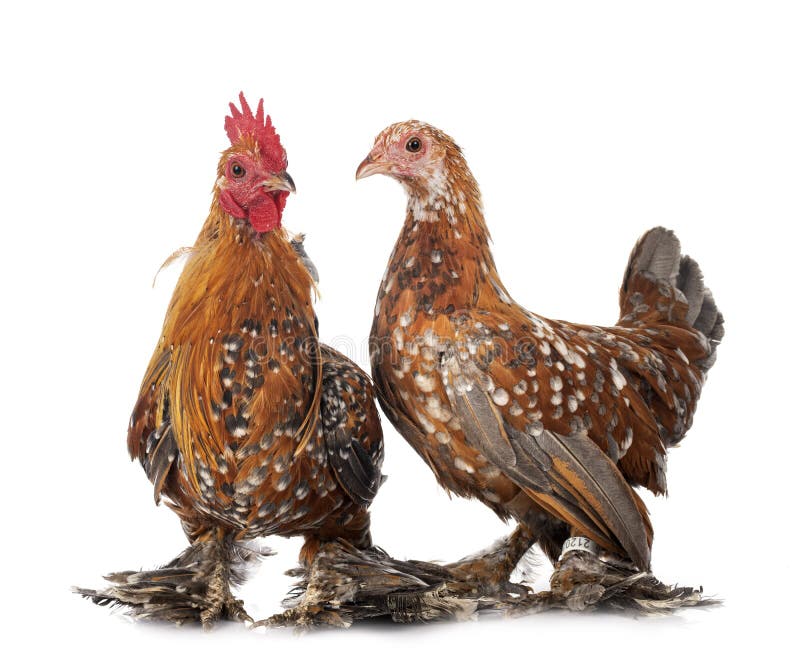 Booted bantam chickens stock image. Image of fluffy, pets - 4635047