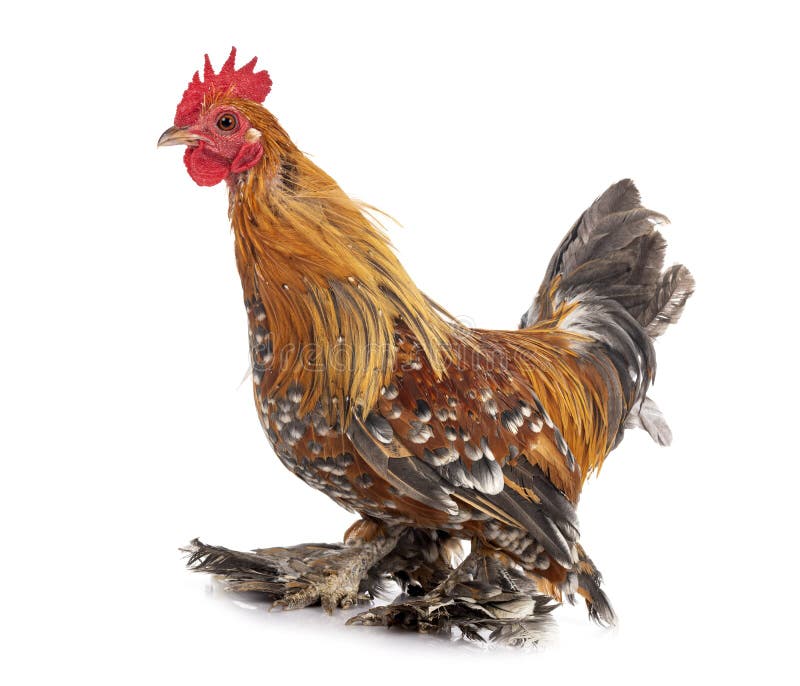 Booted bantam chickens stock image. Image of fluffy, pets - 4635047