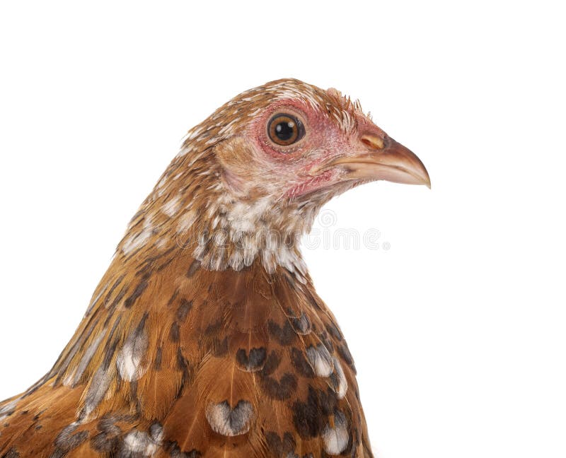 Booted bantam chickens stock image. Image of fluffy, pets - 4635047