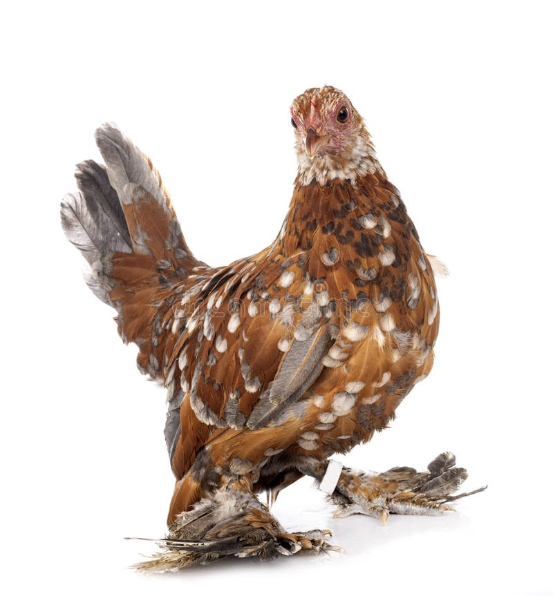 Booted bantam chickens stock image. Image of fluffy, pets - 4635047