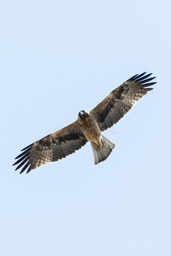 Booted Eagle, Dwergarend, Hieraaetus Pennatus Stock Image - Image of ...