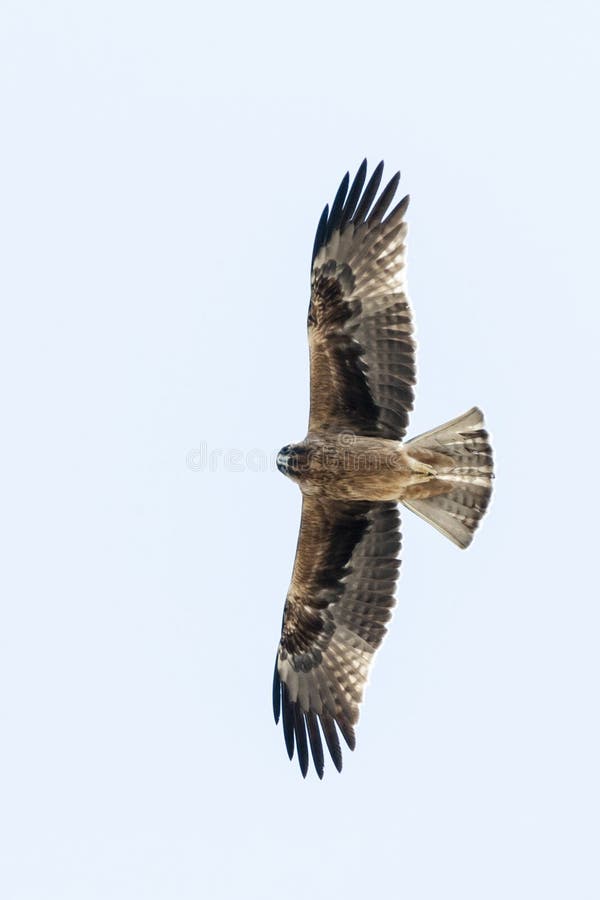 Booted Eagle, Dwergarend, Hieraaetus Pennatus Stock Photo - Image of ...