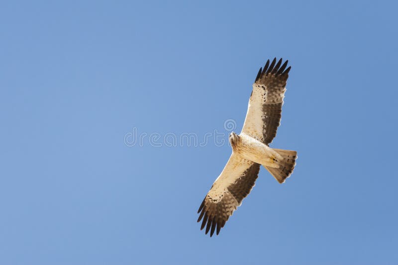 Booted Eagle, Dwergarend, Hieraaetus Pennatus Stock Image - Image of ...