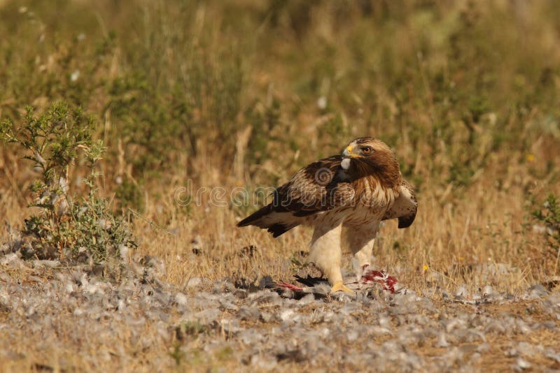 Booted eagle stock image. Image of male, booted, birds - 86360603