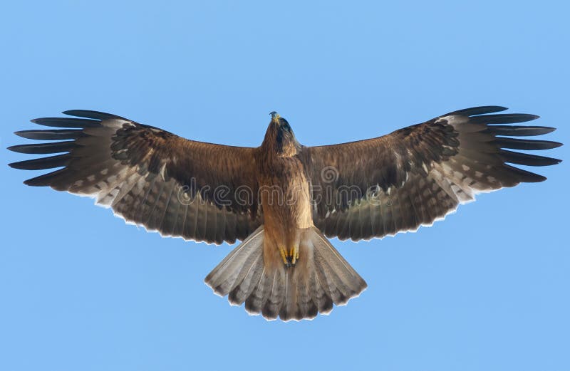 Booted Eagle Fast Flight Stock Photos - Free & Royalty-Free Stock ...