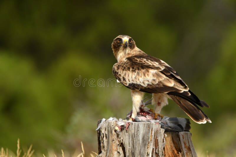 Booted Eagle in the Forest with a Prey Stock Image - Image of griffon ...