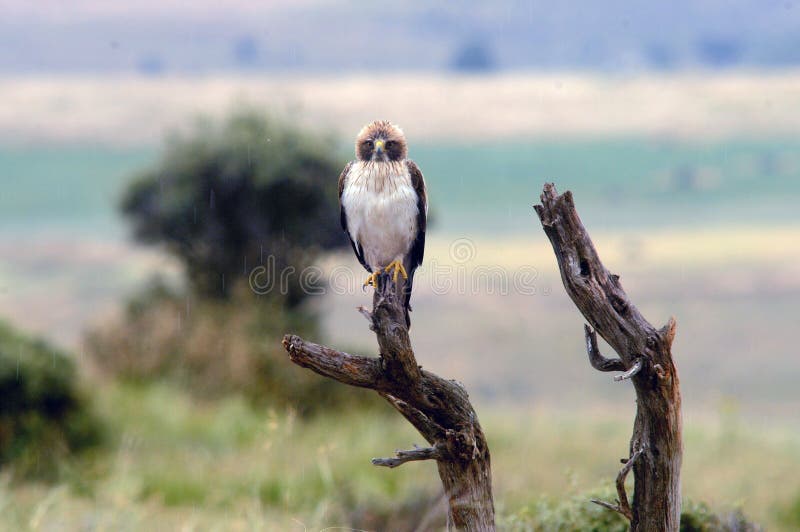 Booted Eagle in the Forest with a Prey Stock Photo - Image of horns ...