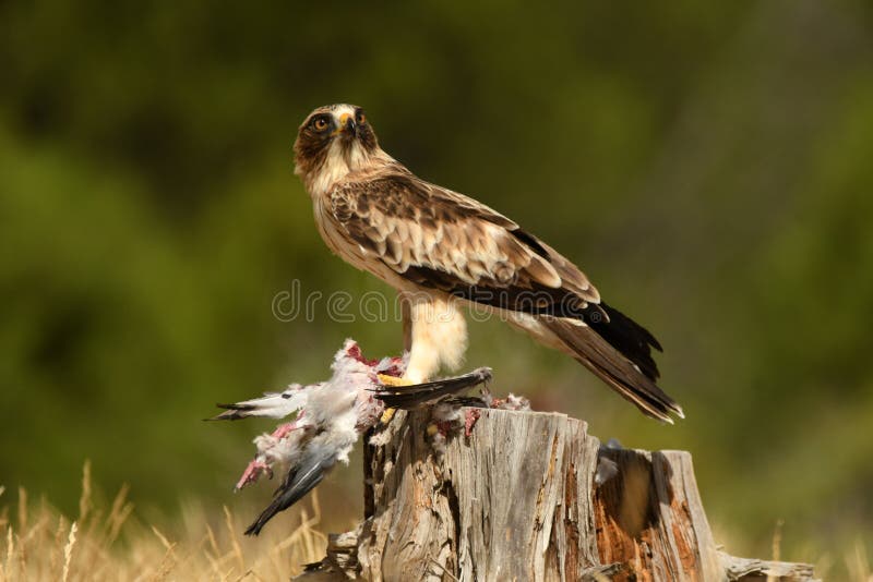 Booted Eagle in the Forest with a Prey Stock Photo - Image of black ...