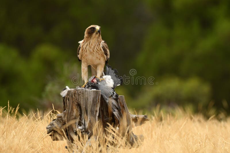 Booted Eagle in the Forest with a Prey Stock Image - Image of imperial ...