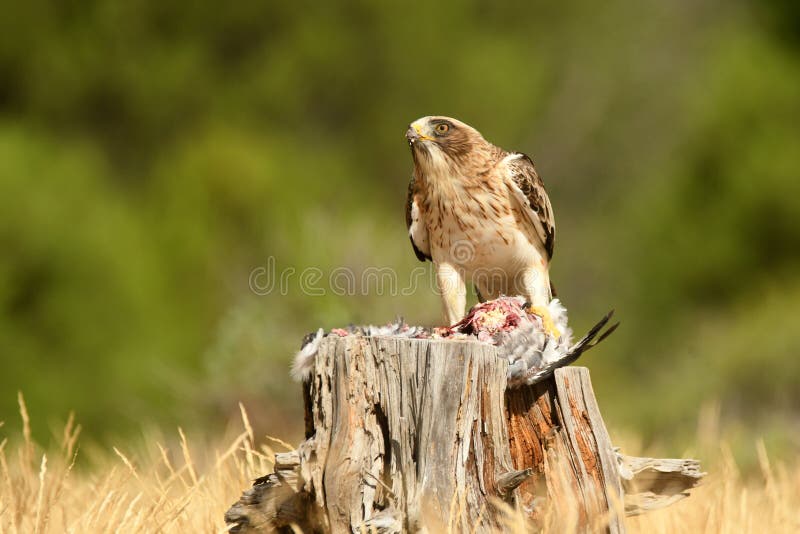 Booted Eagle in the Forest with a Prey Stock Photo - Image of golden ...