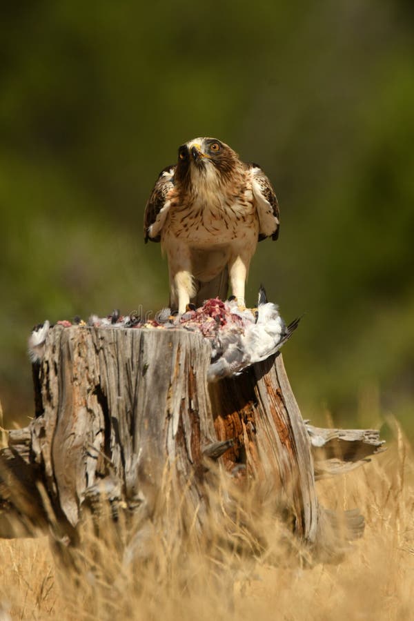 Booted Eagle in the Forest with a Prey Stock Photo - Image of griffon ...