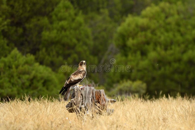 Booted Eagle in the Forest with a Prey Stock Photo - Image of griffon ...