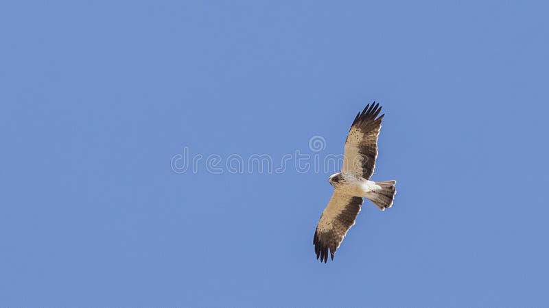 Booted Eagle in Flight stock image. Image of blue, wildlife - 152016443