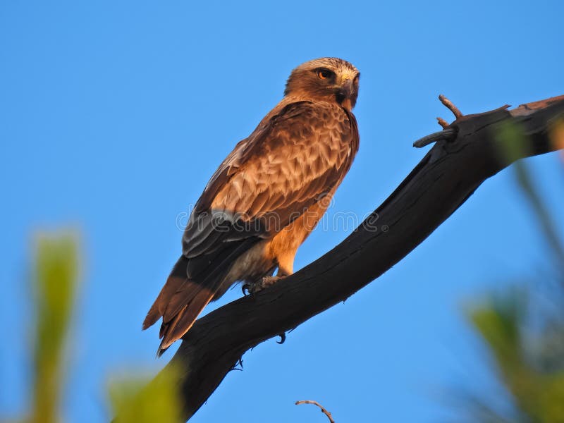 The Booted Eagle or Eagle (Hieraaetus Pennatus) Stock Image - Image of ...