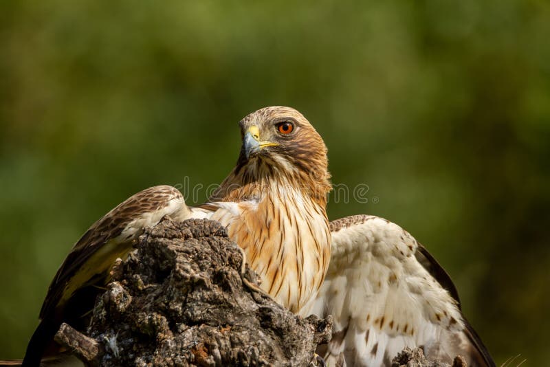 Booted Eagle Hieraaetus Pennatus in the Nature, Spain Stock Photo ...