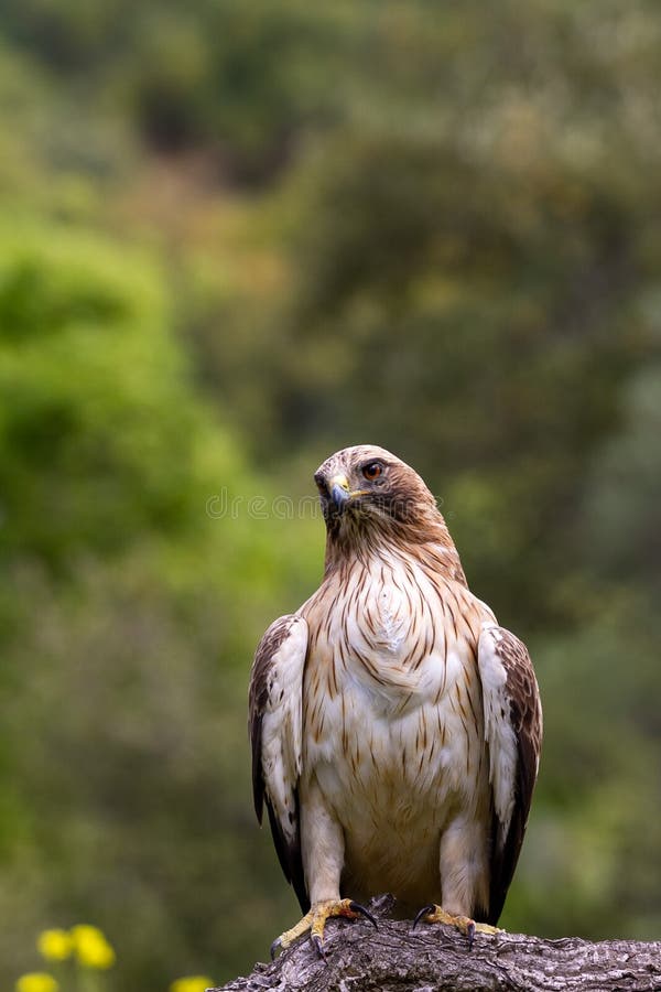Booted Eagle Hieraaetus Pennatus in the Nature, Spain Stock Image ...