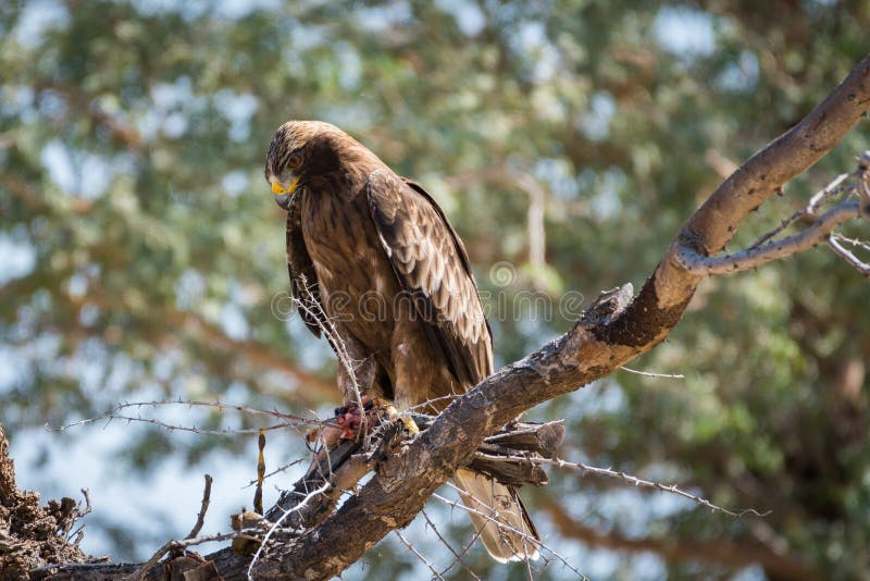 Booted Eagle or Hieraaetus Pennatus Portrait with a Spiny-tailed Lizard ...