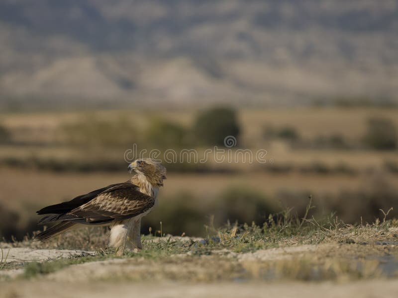 Booted Eagle, Hieraaetus Pennatus Stock Photo - Image of eagle ...