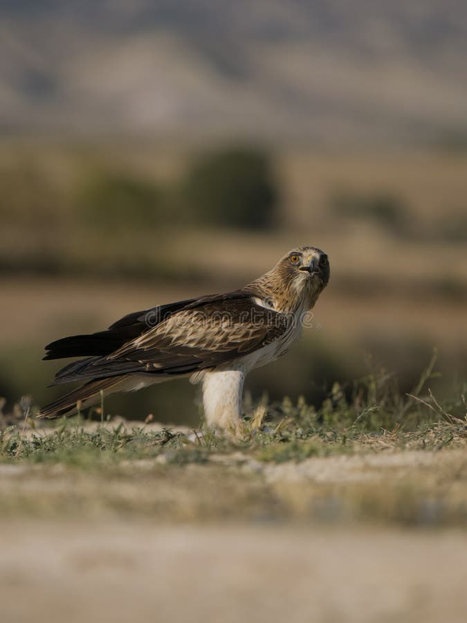 Booted Eagle, Hieraaetus Pennatus Stock Photo - Image of wildlife ...