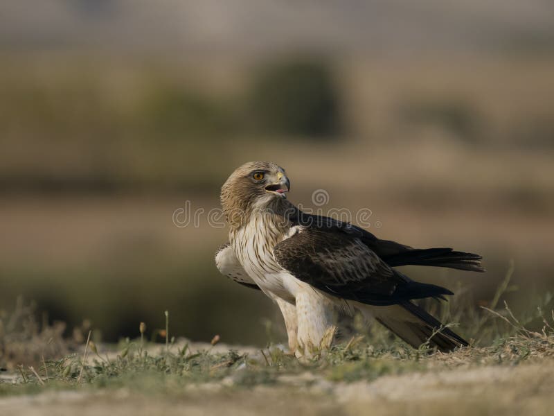 Booted Eagle, Hieraaetus Pennatus Stock Image - Image of raptor, animal ...