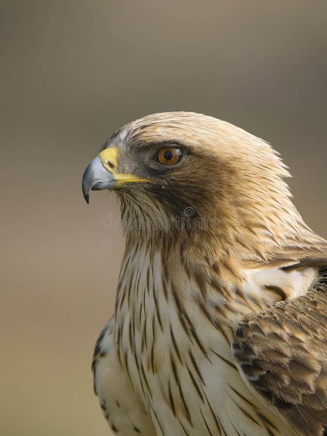 Booted Eagle, Hieraaetus Pennatus Stock Image - Image of raptor, fauna ...