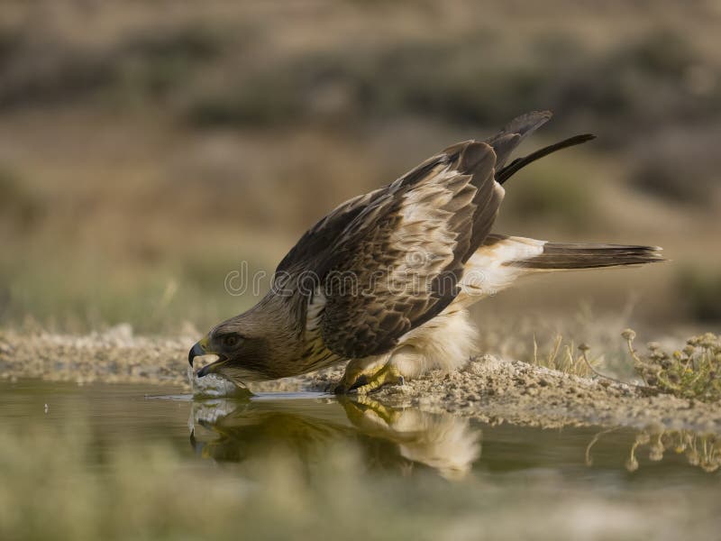 Booted Eagle, Hieraaetus Pennatus Stock Image - Image of water, fauna ...