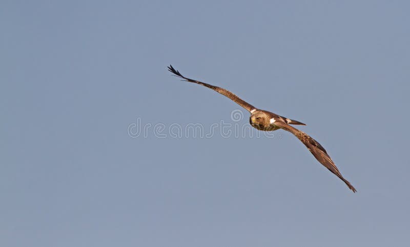 A Booted Eagle Hovering in a Blue Sky Stock Image - Image of pennata ...