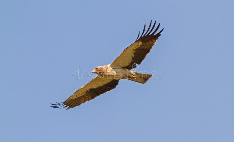 A Booted Eagle Hovering in a Blue Sky Stock Photo - Image of poll ...