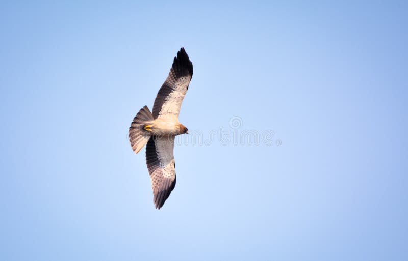 Booted Eagle Pale Morph Flying Over Head Stock Photo - Image of giant ...