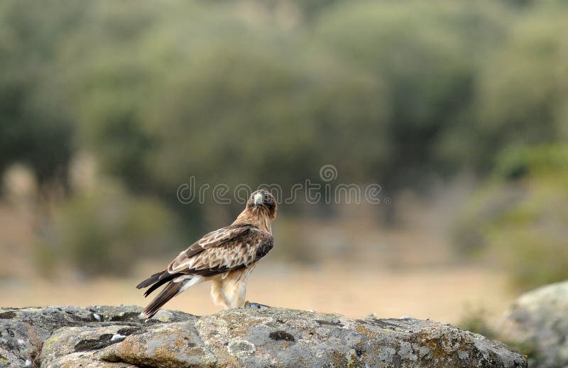 Booted eagle stock photo. Image of bird, field, animal - 59092858