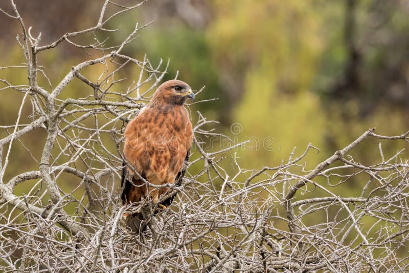 Booted Eagle stock image. Image of summer, raptor, africa - 83494635