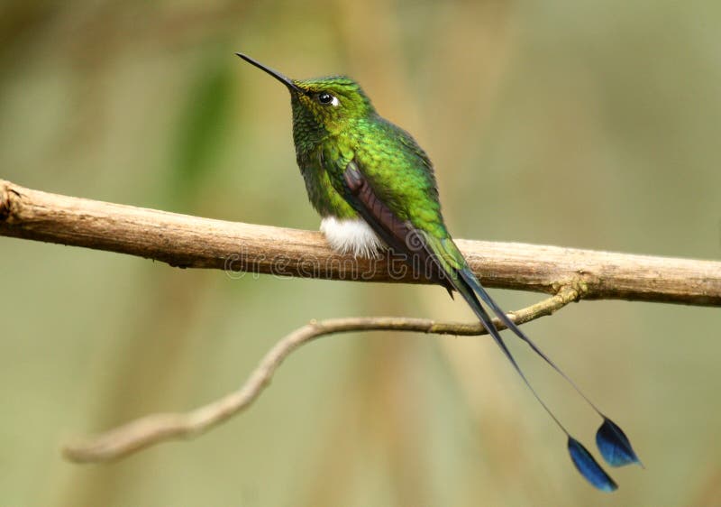 The Booted Racket-Tail Hummingbird Stock Photo - Image of fauna ...