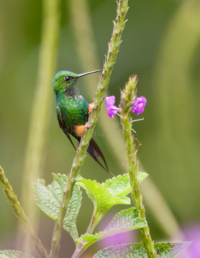 The Booted Racket-Tail Hummingbird Stock Photo - Image of fauna ...