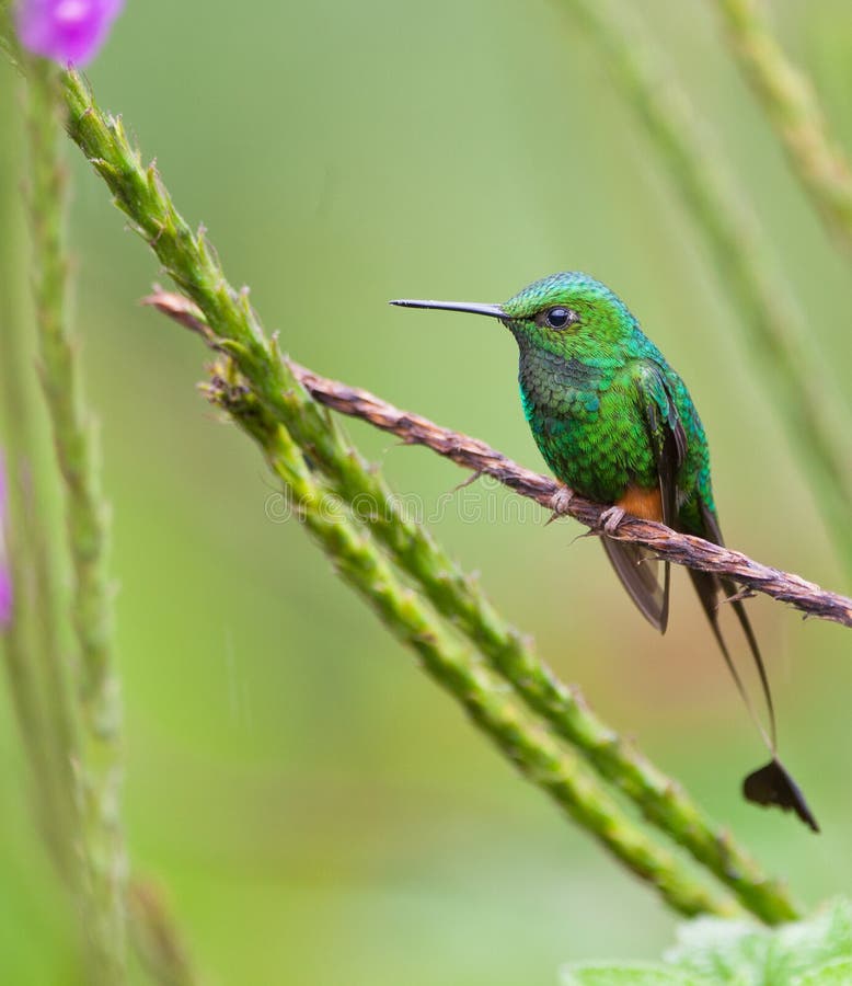 The Booted Racket-Tail Hummingbird Stock Photo - Image of fauna ...