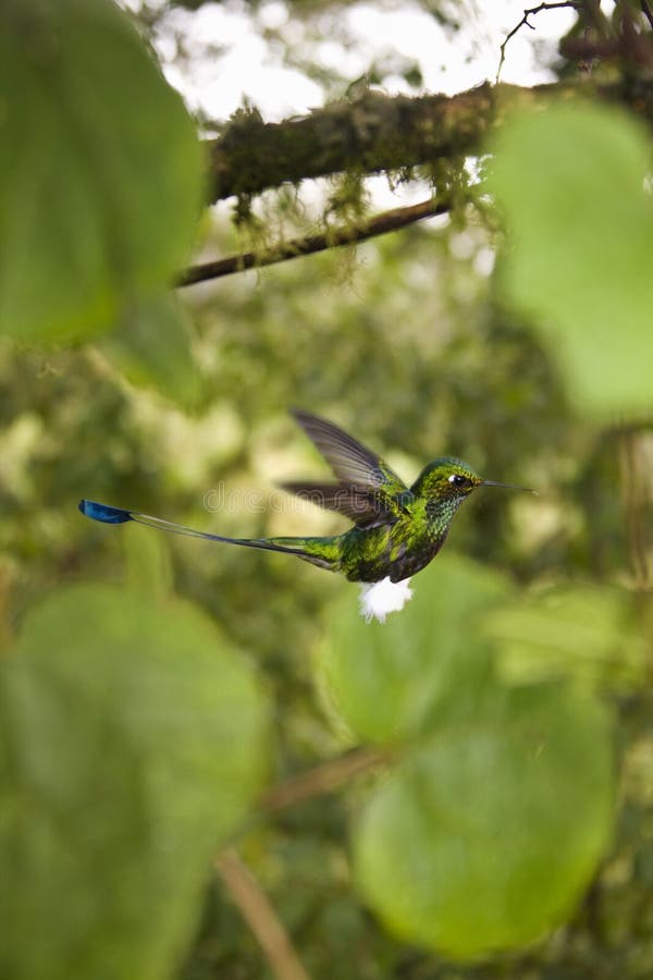 The Booted Racket-Tail Hummingbird Stock Photo - Image of fauna ...