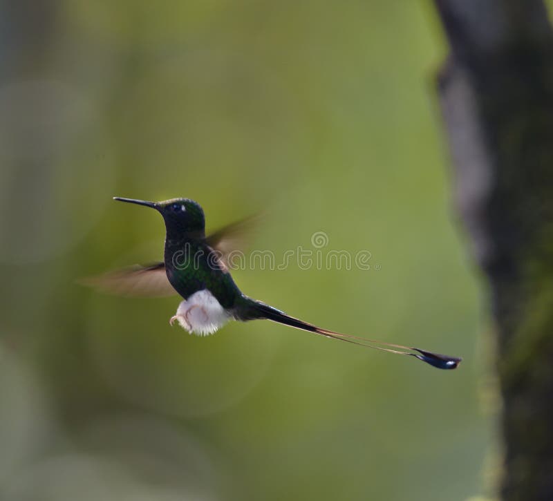 The Booted Racket-Tail Hummingbird Stock Photo - Image of fauna ...