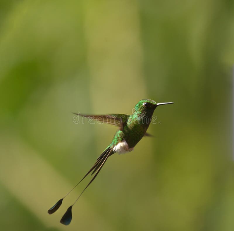 The Booted Racket-Tail Hummingbird Stock Photo - Image of fauna ...
