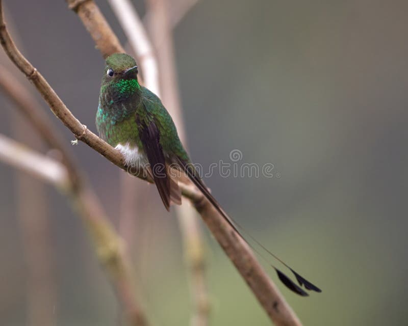 Booted Rocket Tail Hummingbird Perched on a Branch Stock Photo - Image ...