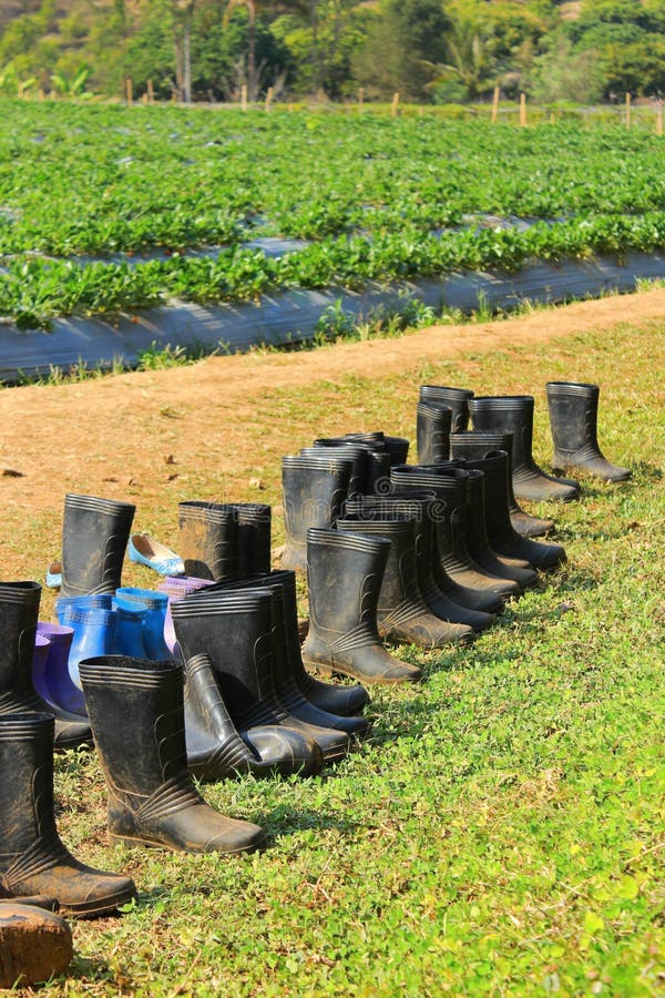 Boots in the field stock photo. Image of waterproof, shoe - 25071716