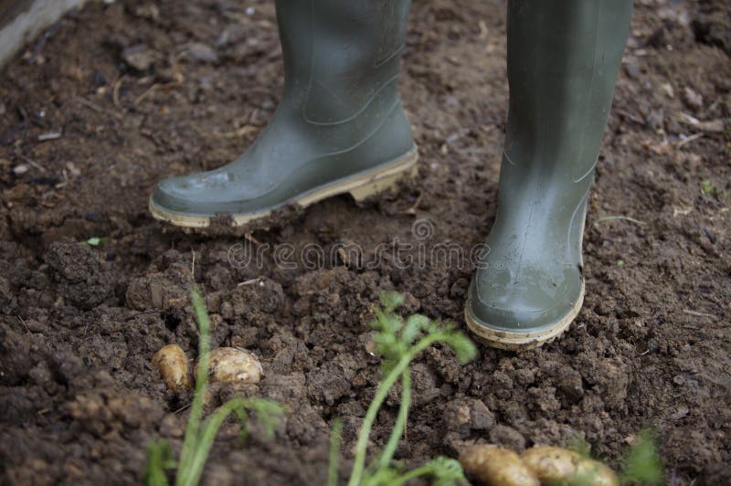 Boots and Planted Potatoes. Conceptual Image Shot Stock Photo - Image ...