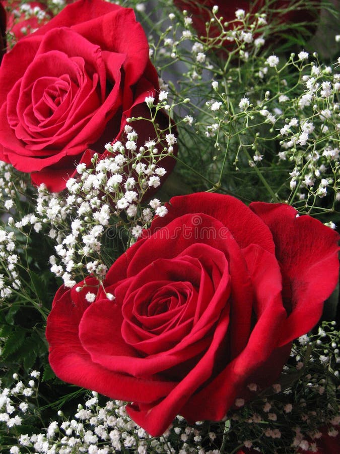 Boquet de rosas foto de archivo. Imagen de amor, rojo - 3572418