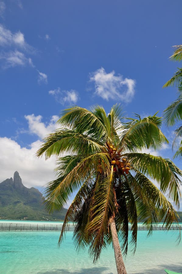 Bora Bora, French Polynesia Stock Photo - Image of aerial, honeymoon ...