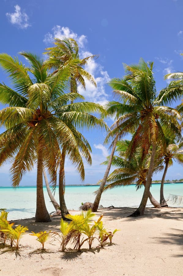 Bora Bora, French Polynesia Stock Image - Image of french, beach: 39073789