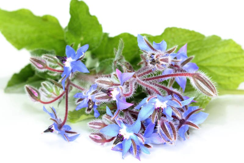 Borage stock photo. Image of floral, blossom, natural - 15392650