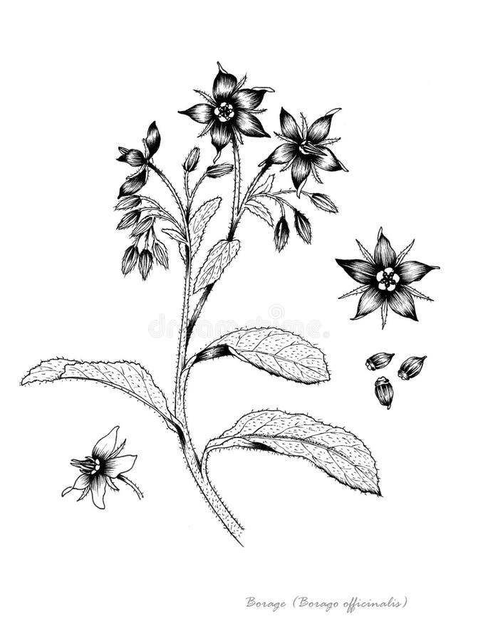 Borage Flower Drawing
