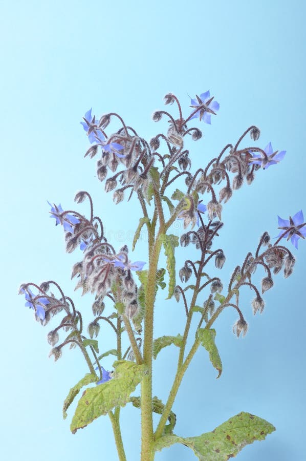 Borage on a Blue Background Stock Photo - Image of labiatae, people ...