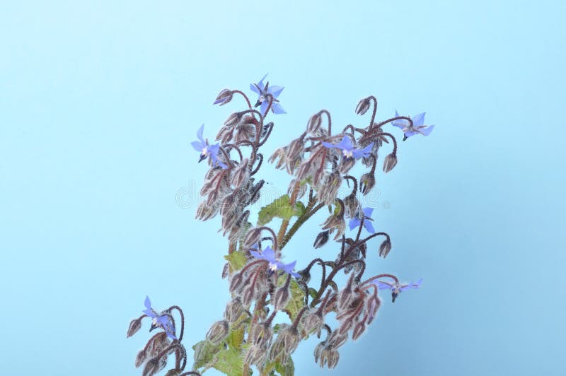 Borage on a Blue Background Stock Photo - Image of head, herbal: 253221114