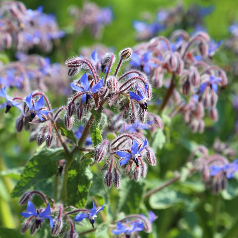 Borage stock photo. Image of bristly, blue, blooming - 46592594