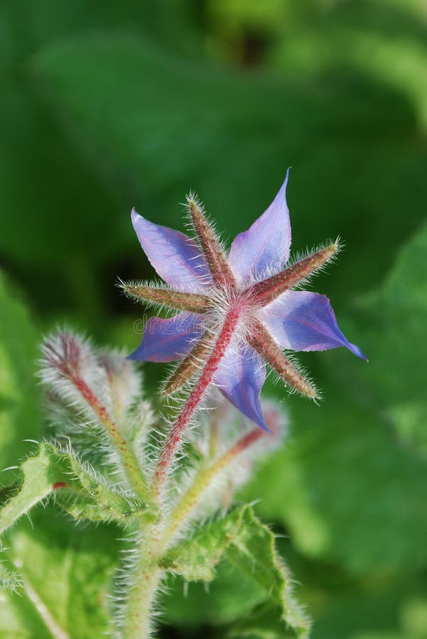 Borage blue star flower stock image. Image of green, outdoor - 29203207