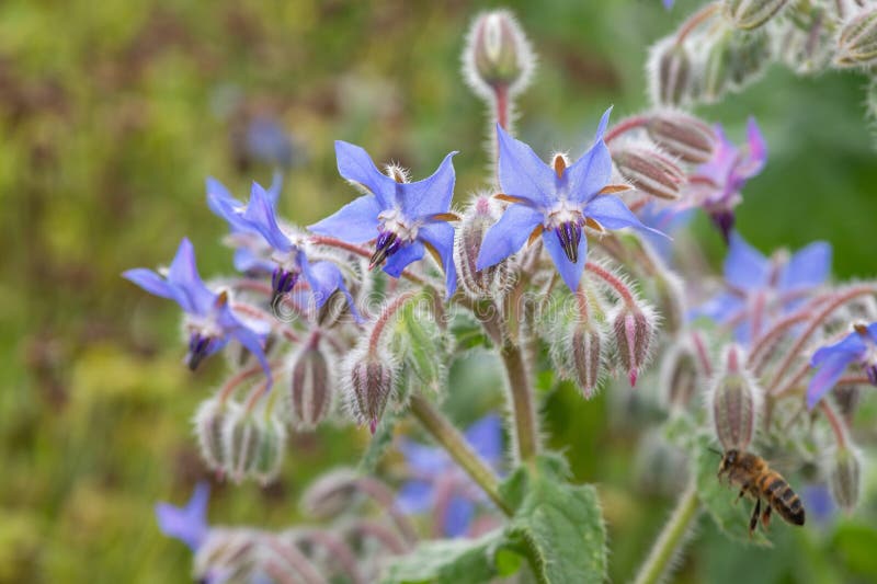 Borage (borago Officinalis) Flowers Stock Image - Image of natural ...